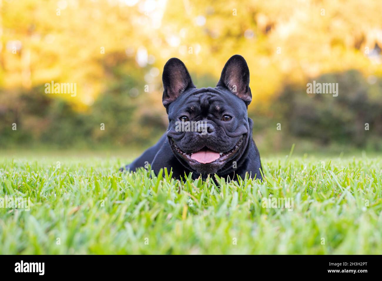 Black French Bulldog resting on grass at a park. Purebred Frenchie ...
