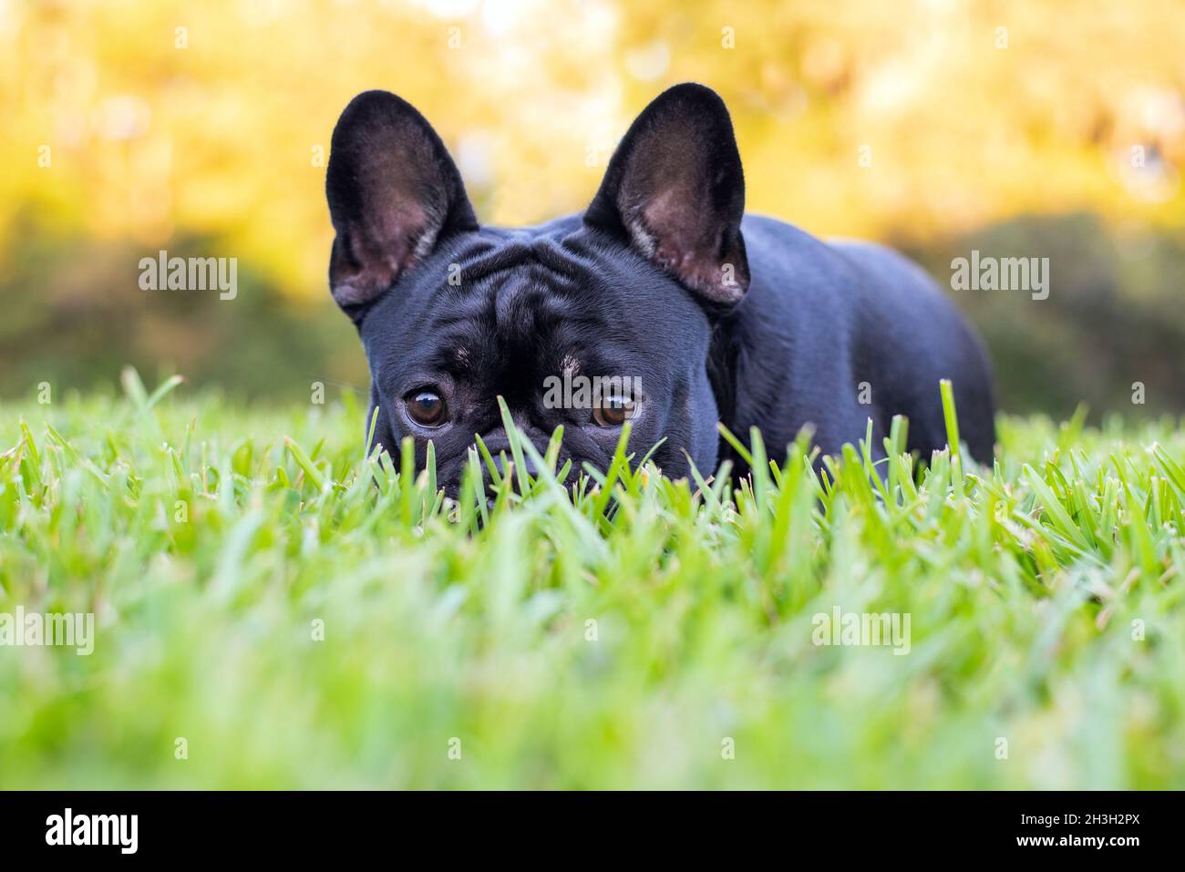 Black French Bulldog resting on grass at a park. Purebred Frenchie ...