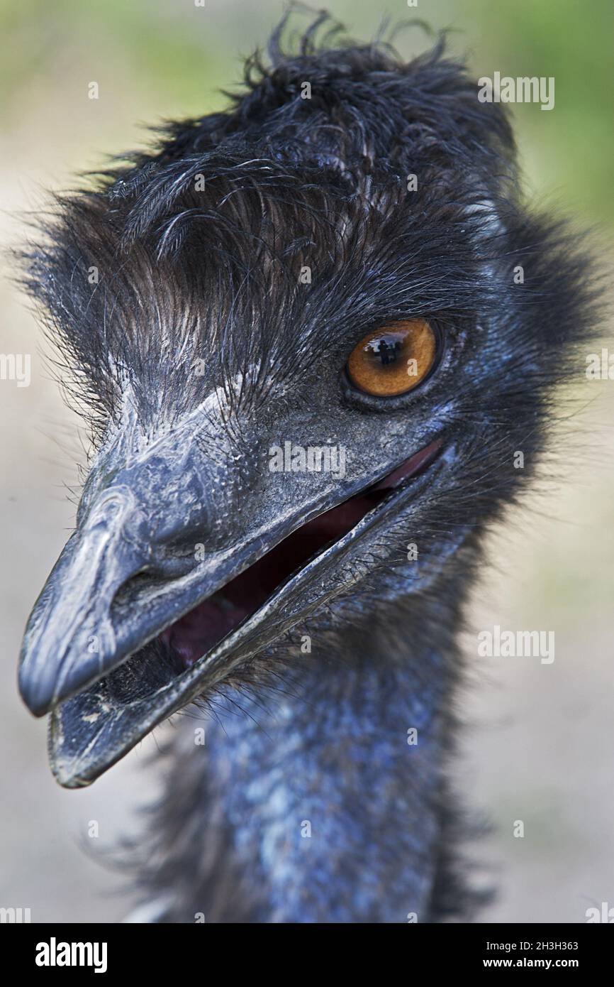 Vogelka pfe hi-res stock photography and images - Alamy