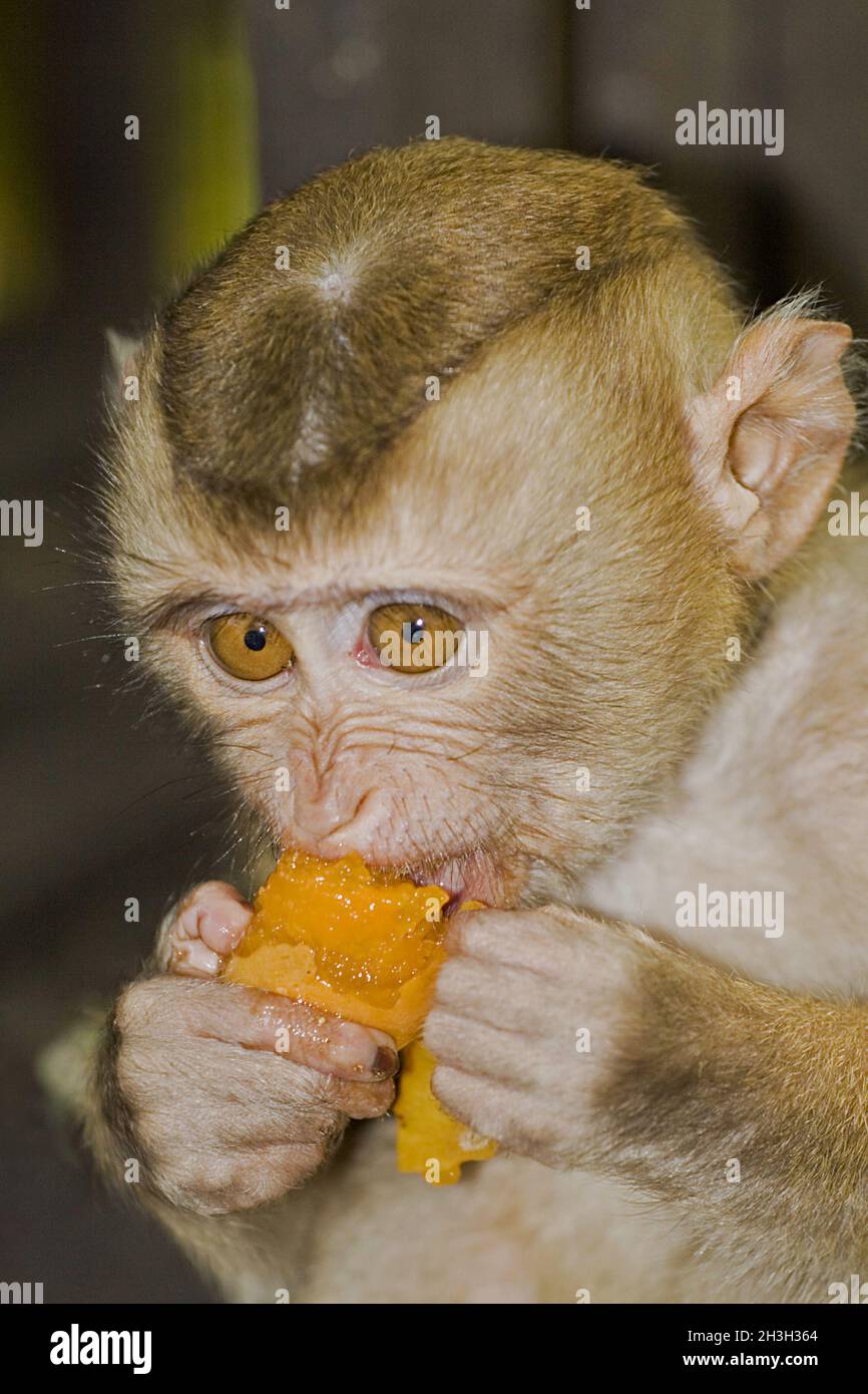 Philippines macaca hi-res stock photography and images - Alamy