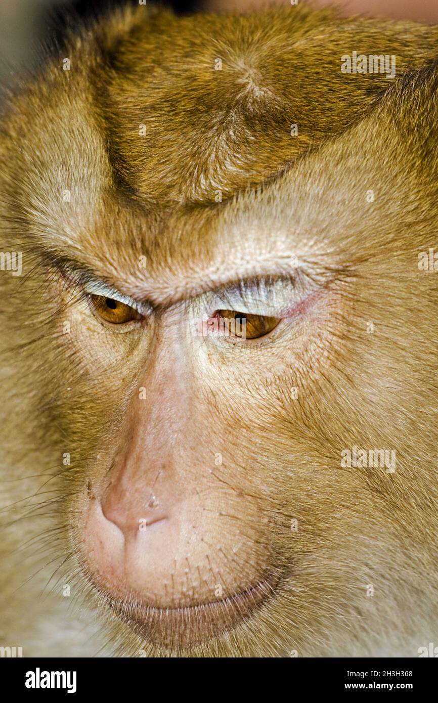 Philippines macaca hi-res stock photography and images - Alamy