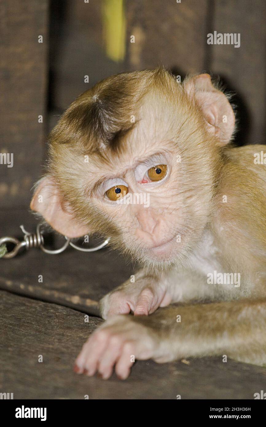 Philippines macaque hi-res stock photography and images - Alamy