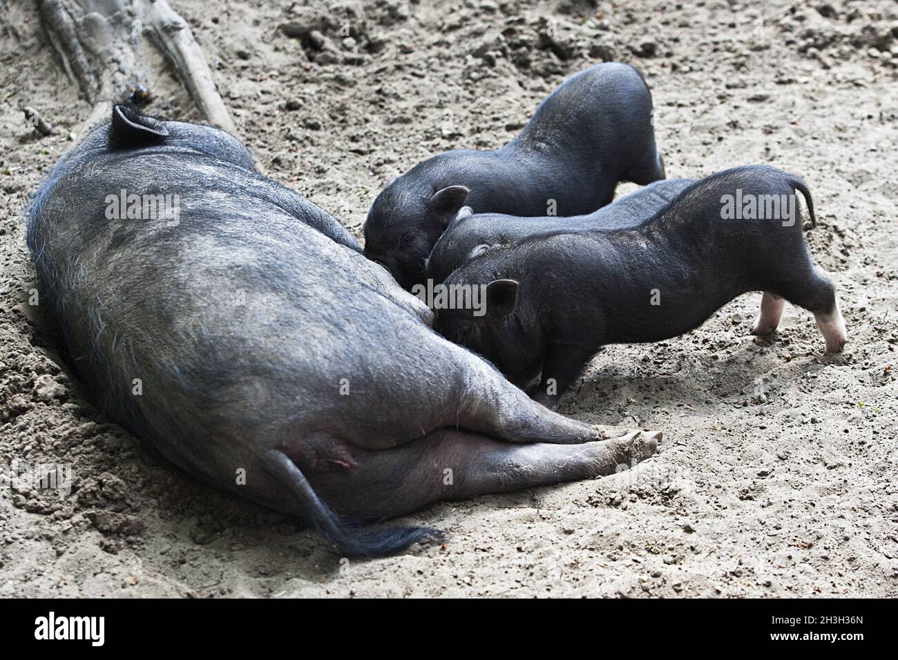 Pigs drinking hi-res stock photography and images - Alamy