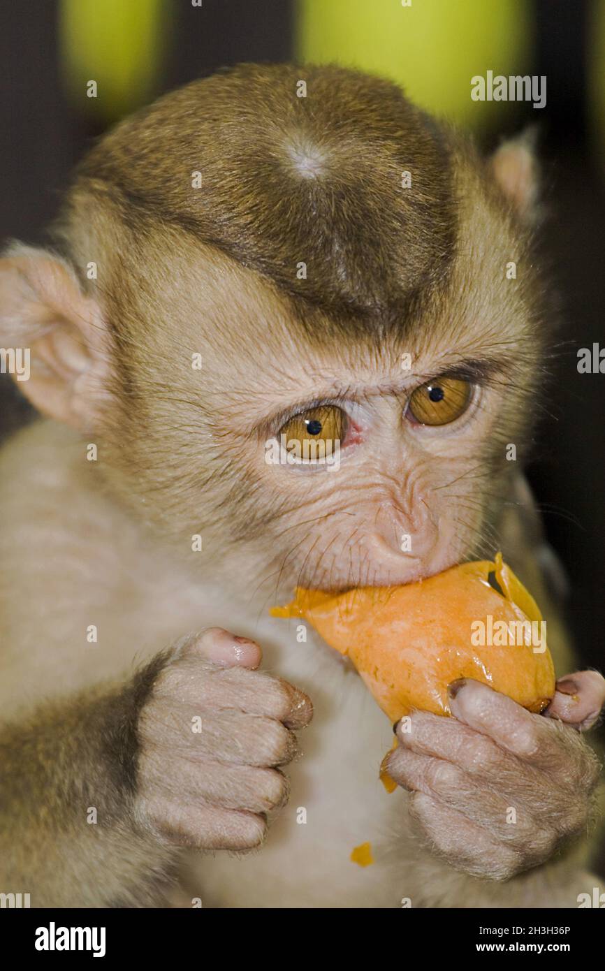 Affenarten High Resolution Stock Photography and Images - Alamy