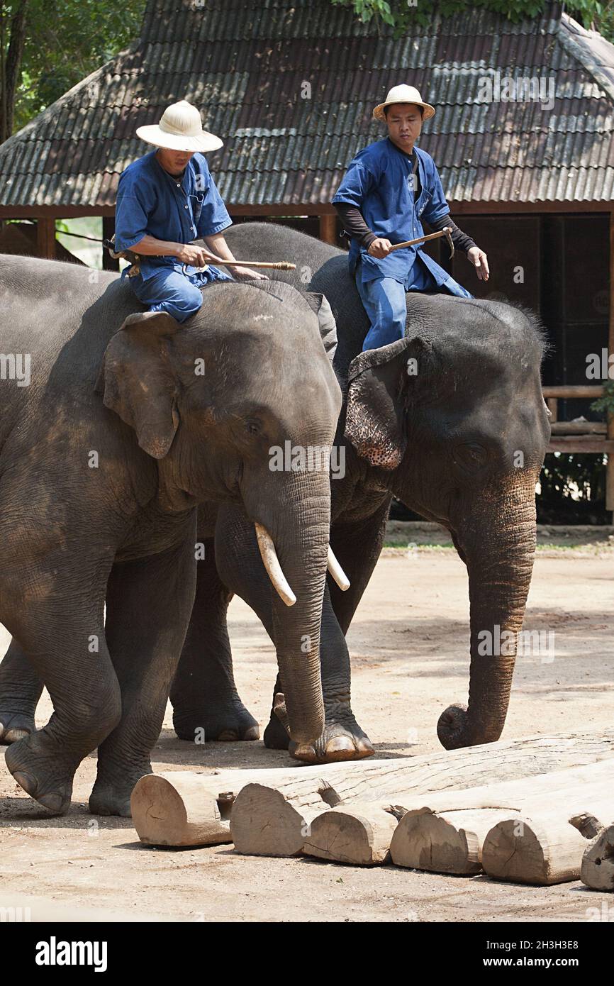 Elephants learning hi-res stock photography and images - Alamy