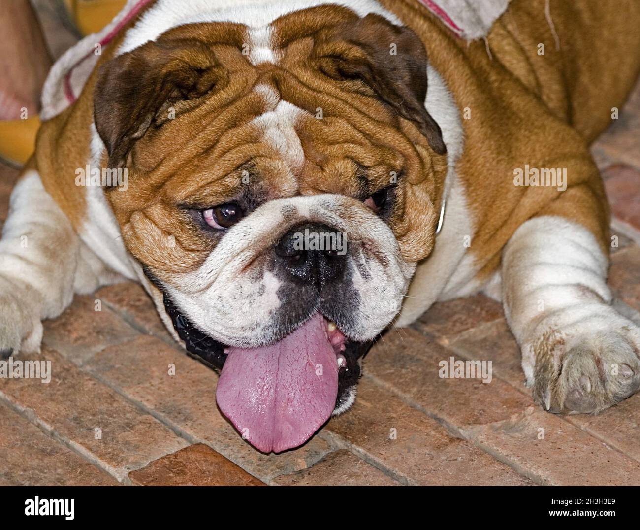 Kurzlebiger hi-res stock photography and images - Alamy