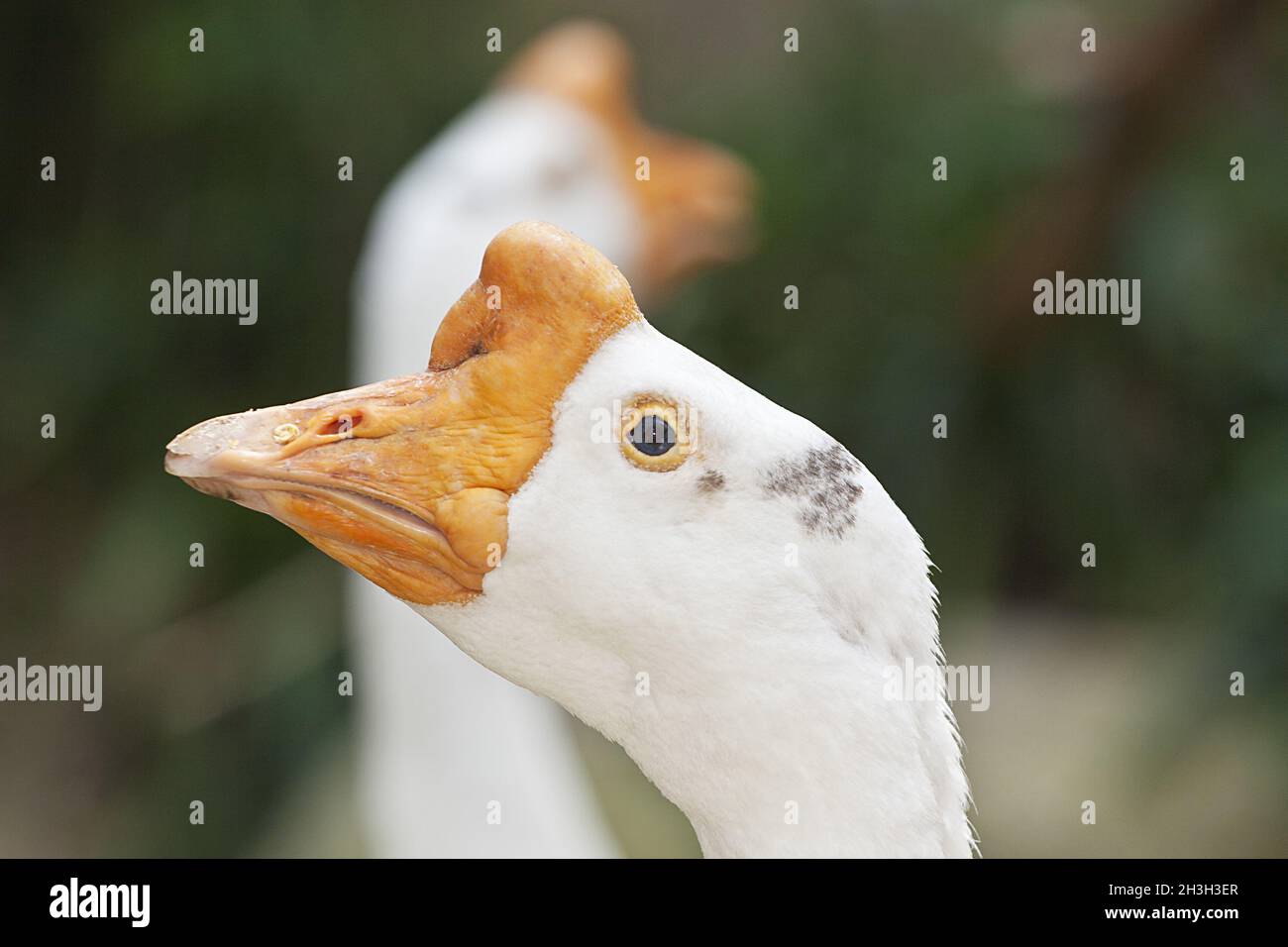 Goose beak bumps hi-res stock photography and images - Alamy