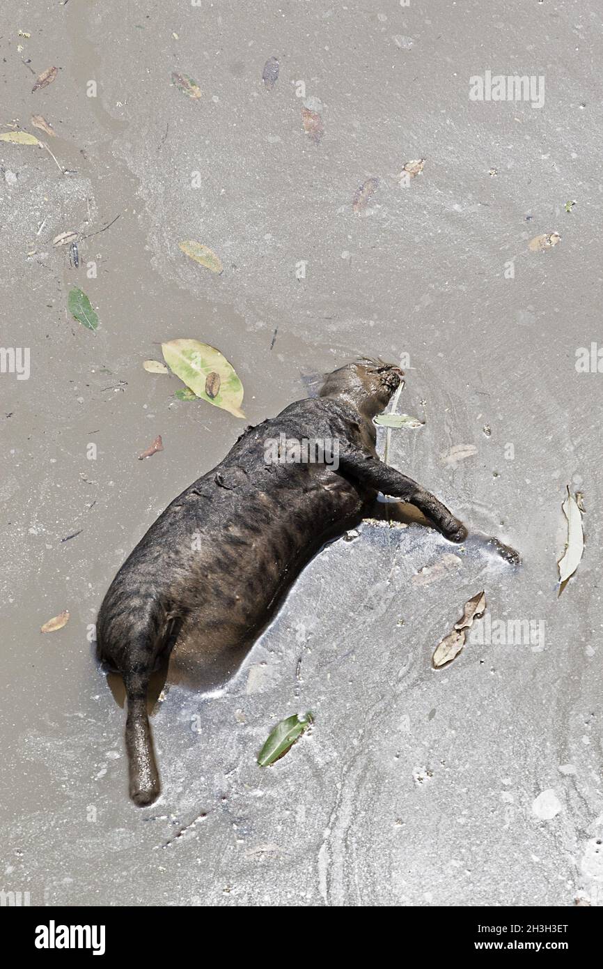Corpse gases hi-res stock photography and images - Alamy