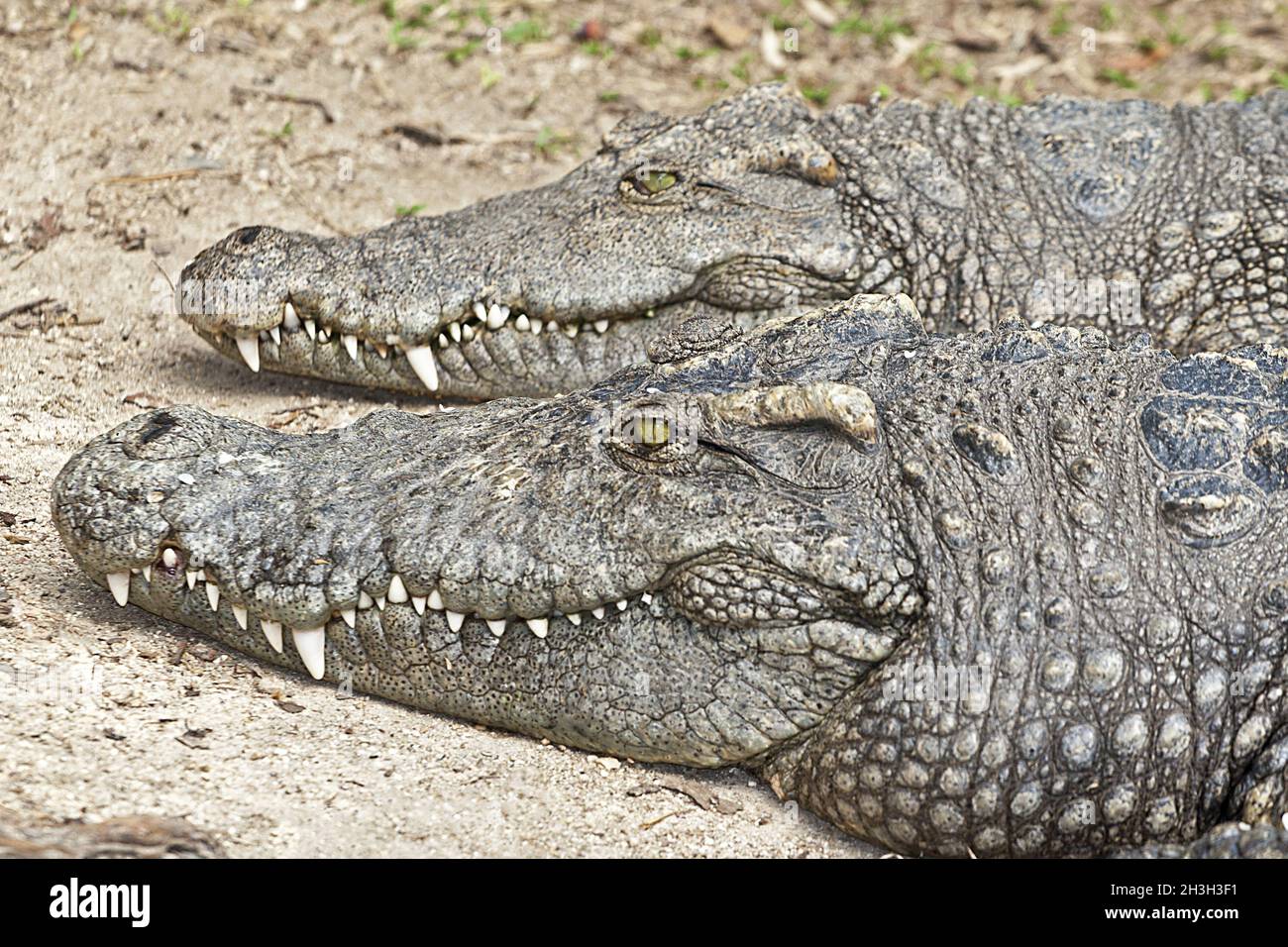 Pair of crocodiles hi-res stock photography and images - Alamy