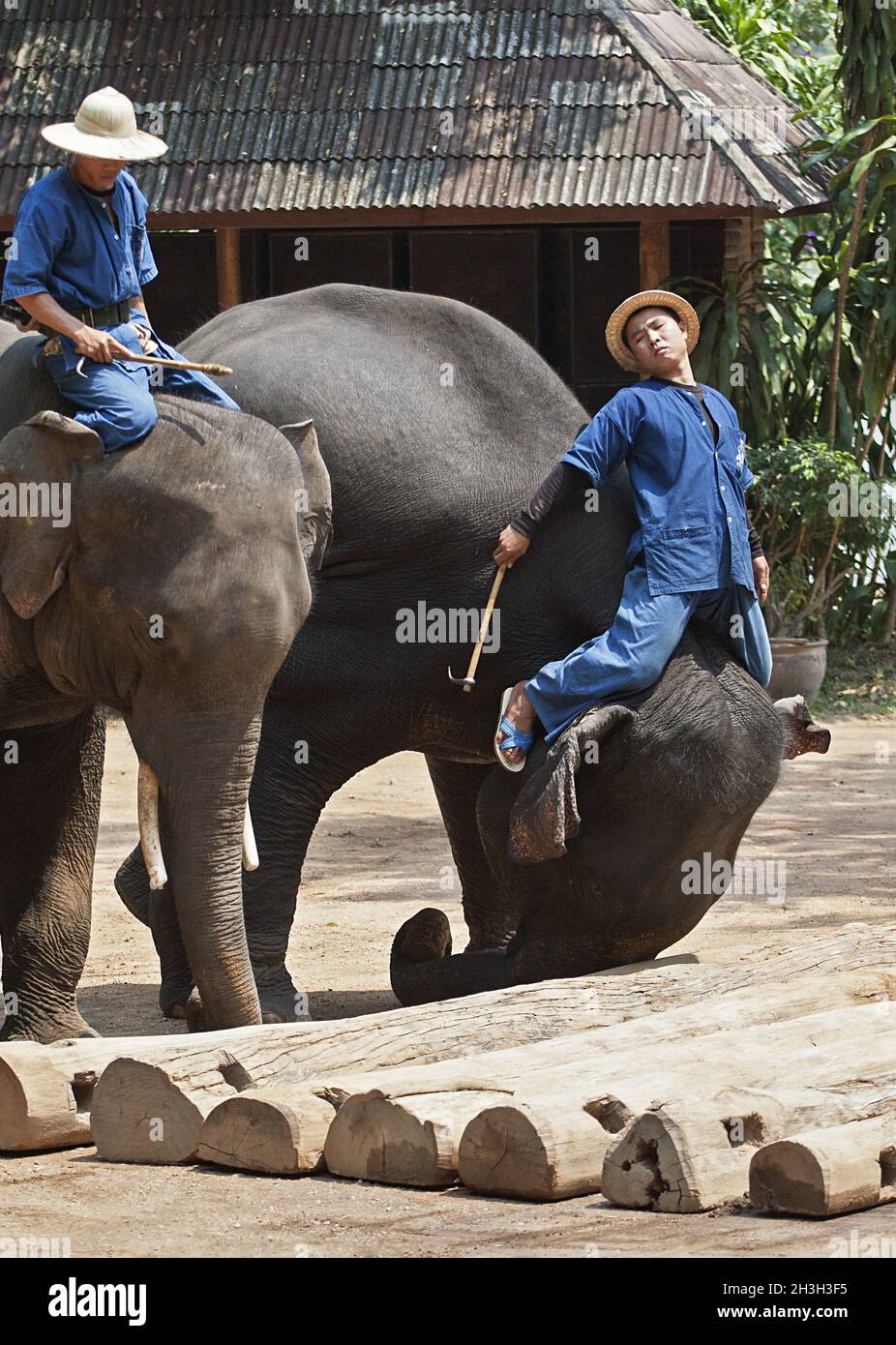 Elephants schools hi-res stock photography and images - Alamy