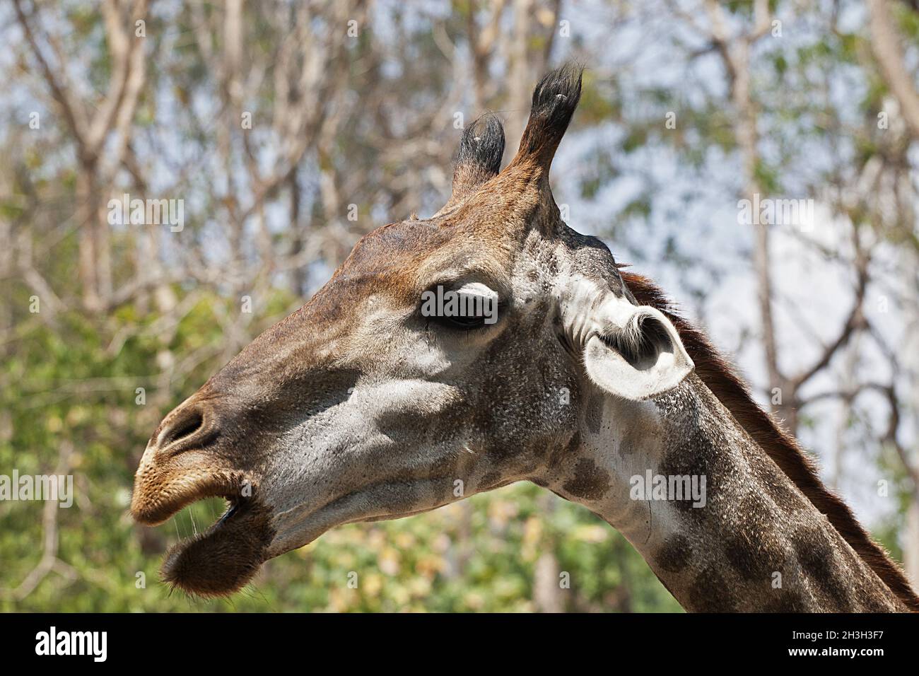 Giraffe heads hi-res stock photography and images - Alamy