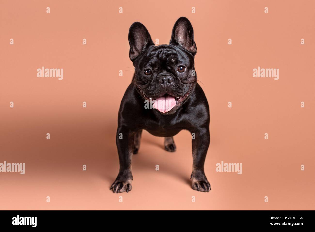 Purebred black French bulldog on tan background in studio. Portrait of ...
