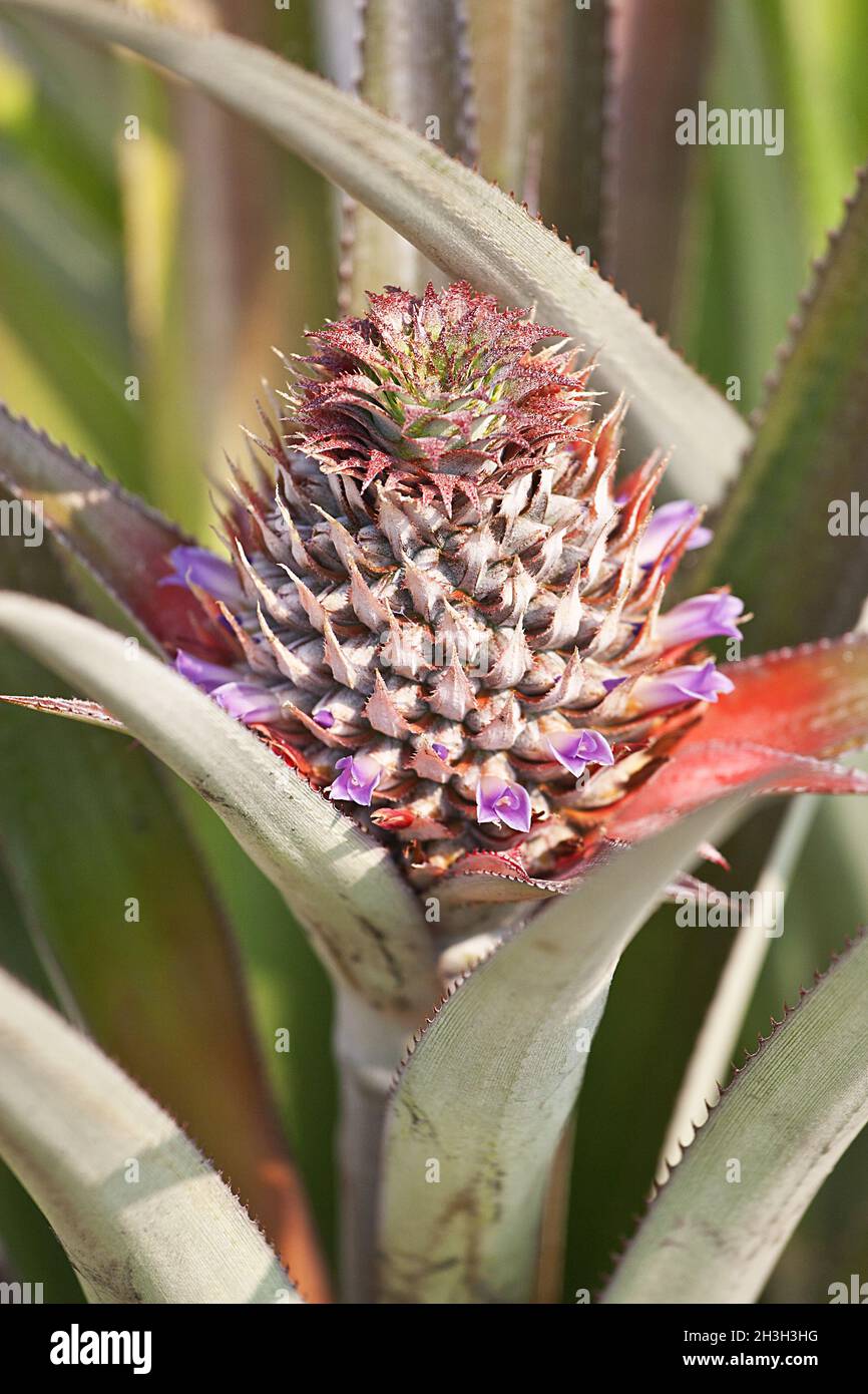 Pineapple plantations hi-res stock photography and images - Alamy