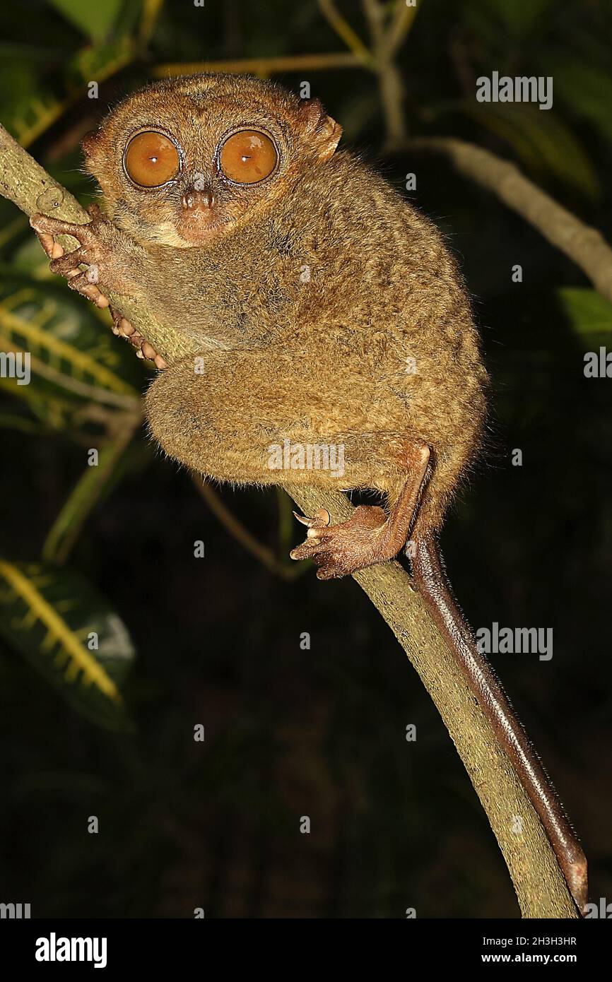 Philippine tarsiers hi-res stock photography and images - Alamy