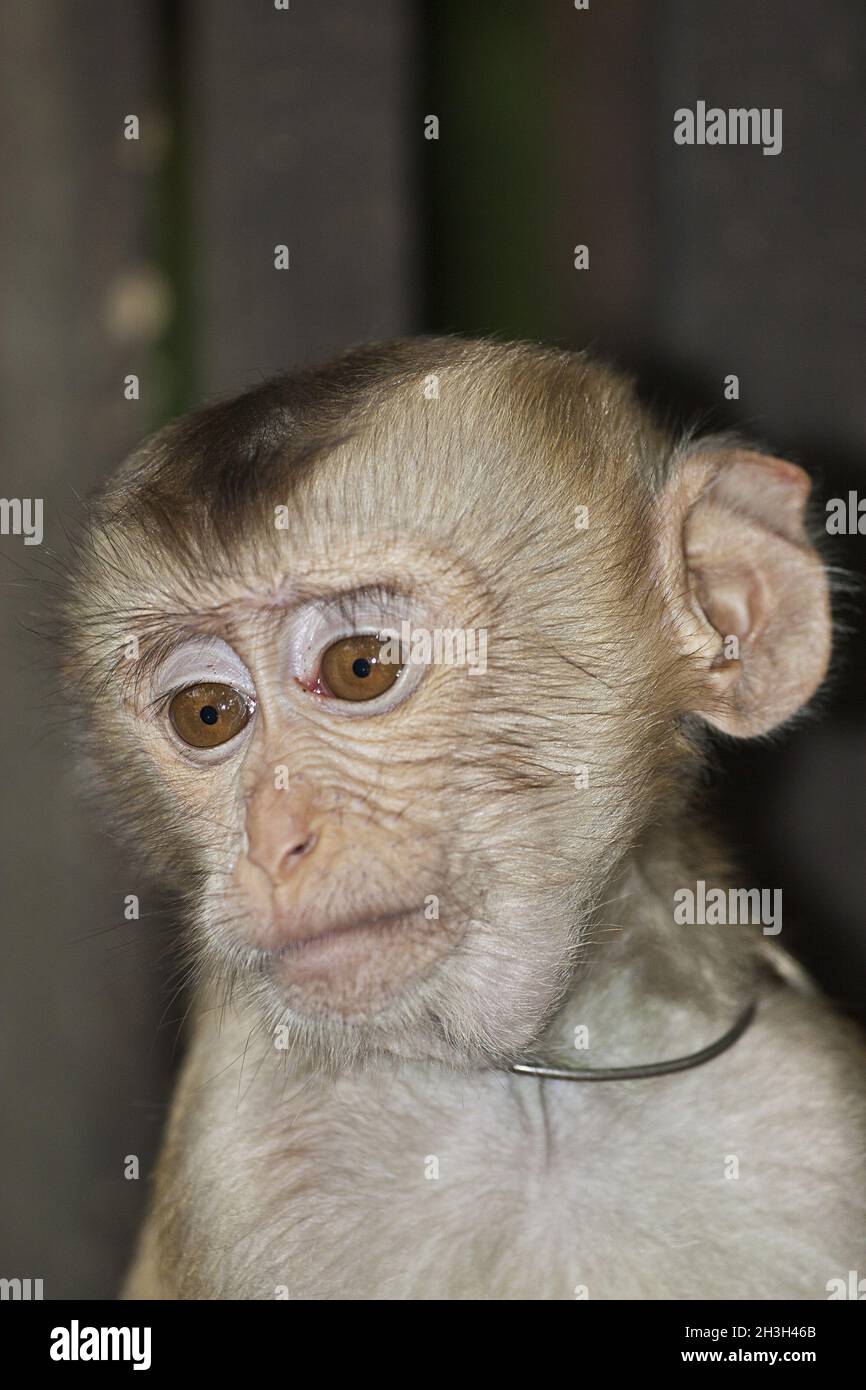 Philippines macaque hi-res stock photography and images - Alamy