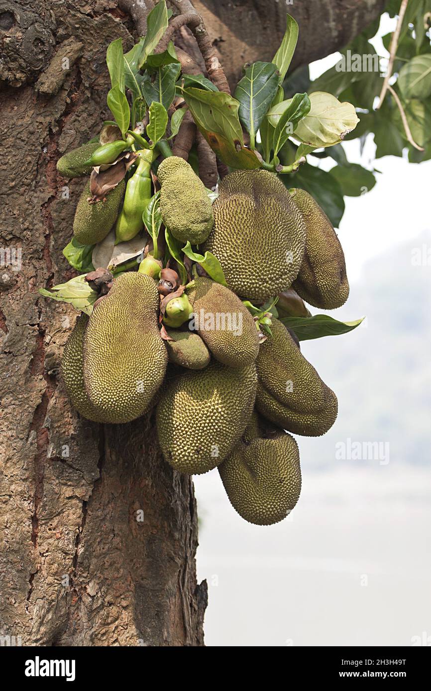 Jackfruit variety hi-res stock photography and images - Alamy