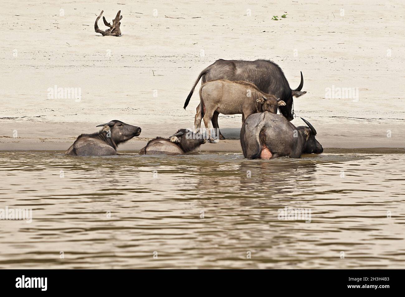 Buffalo pen hi-res stock photography and images - Alamy