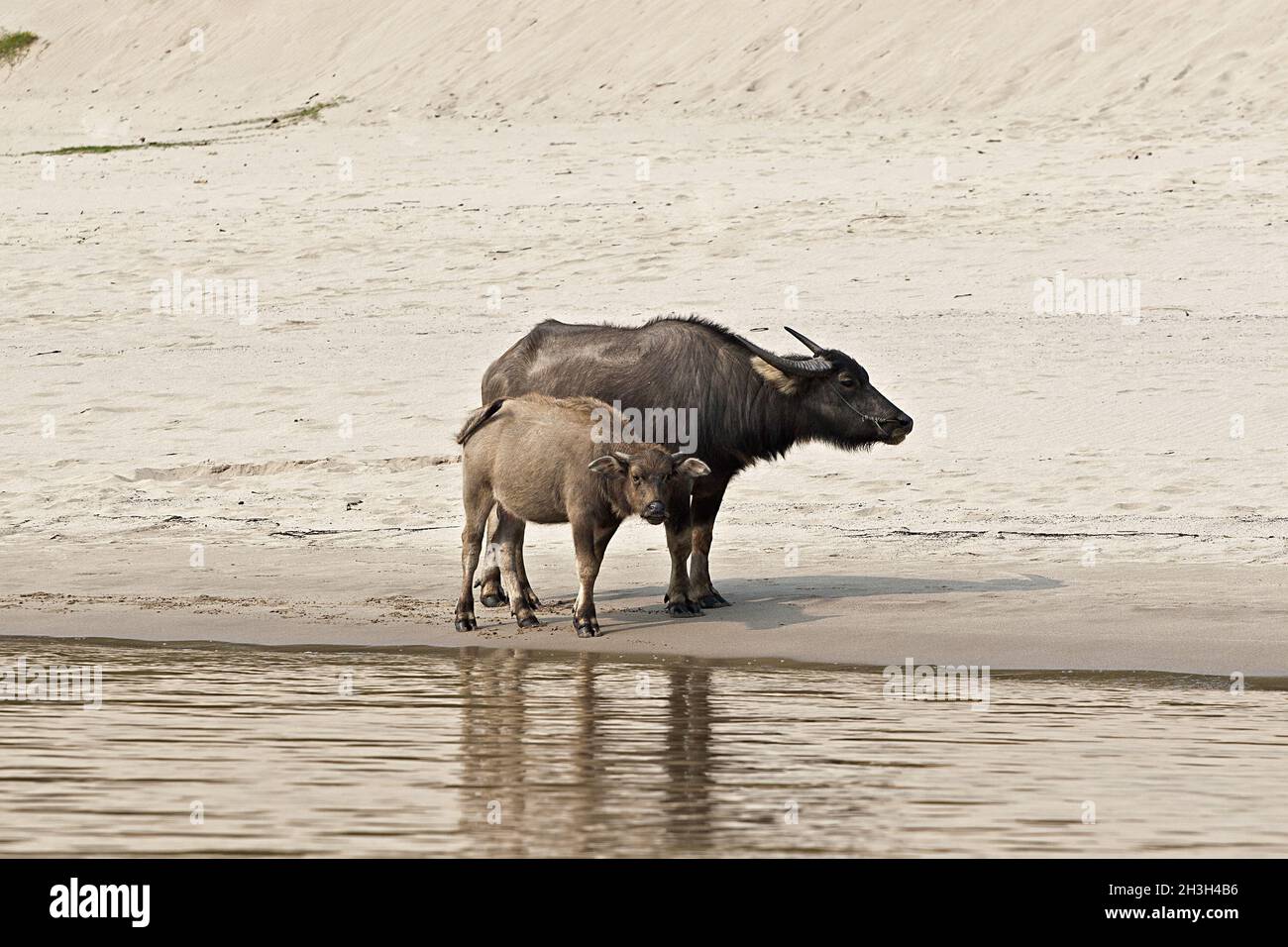 Sumpfba ffel hi-res stock photography and images - Alamy