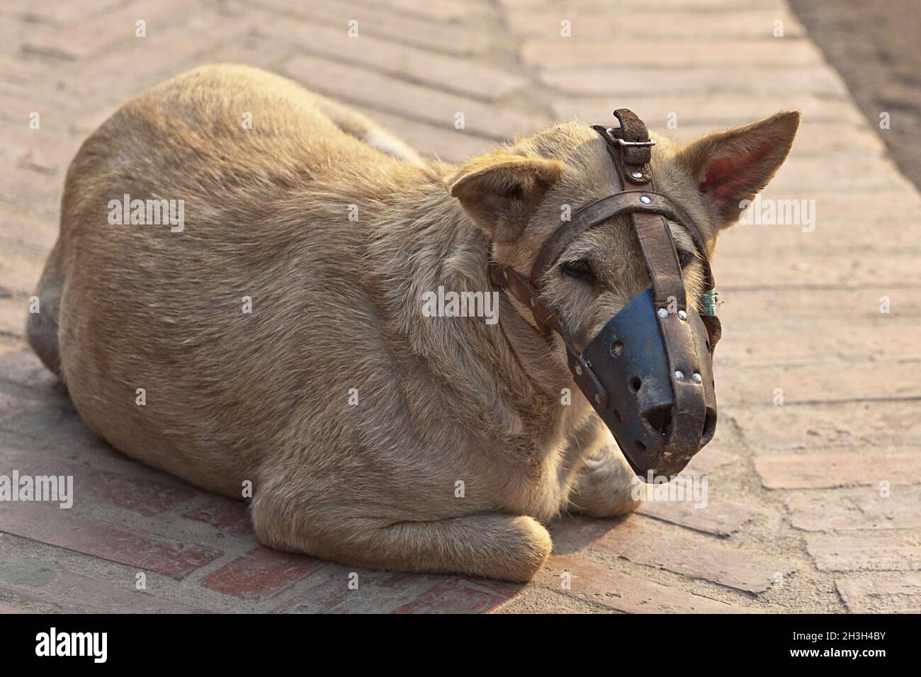 Eingefangenes hi-res stock photography and images - Alamy