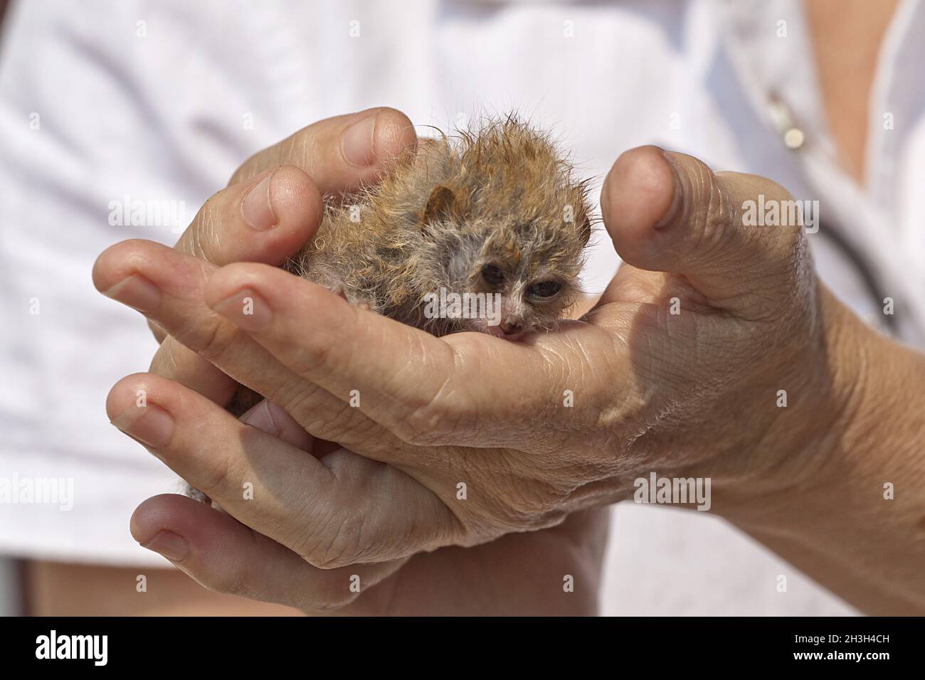 Loris lorisiformes hi-res stock photography and images - Alamy
