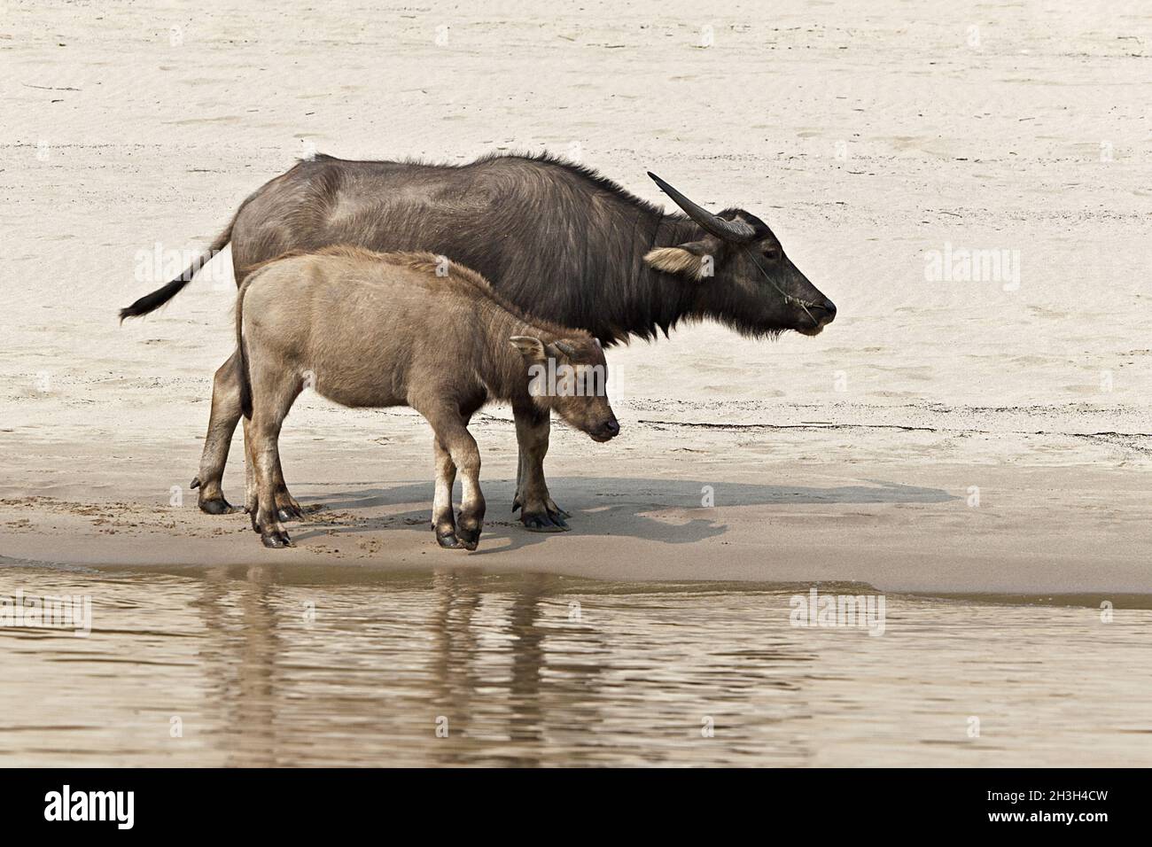 Buffalo pen hi-res stock photography and images - Alamy