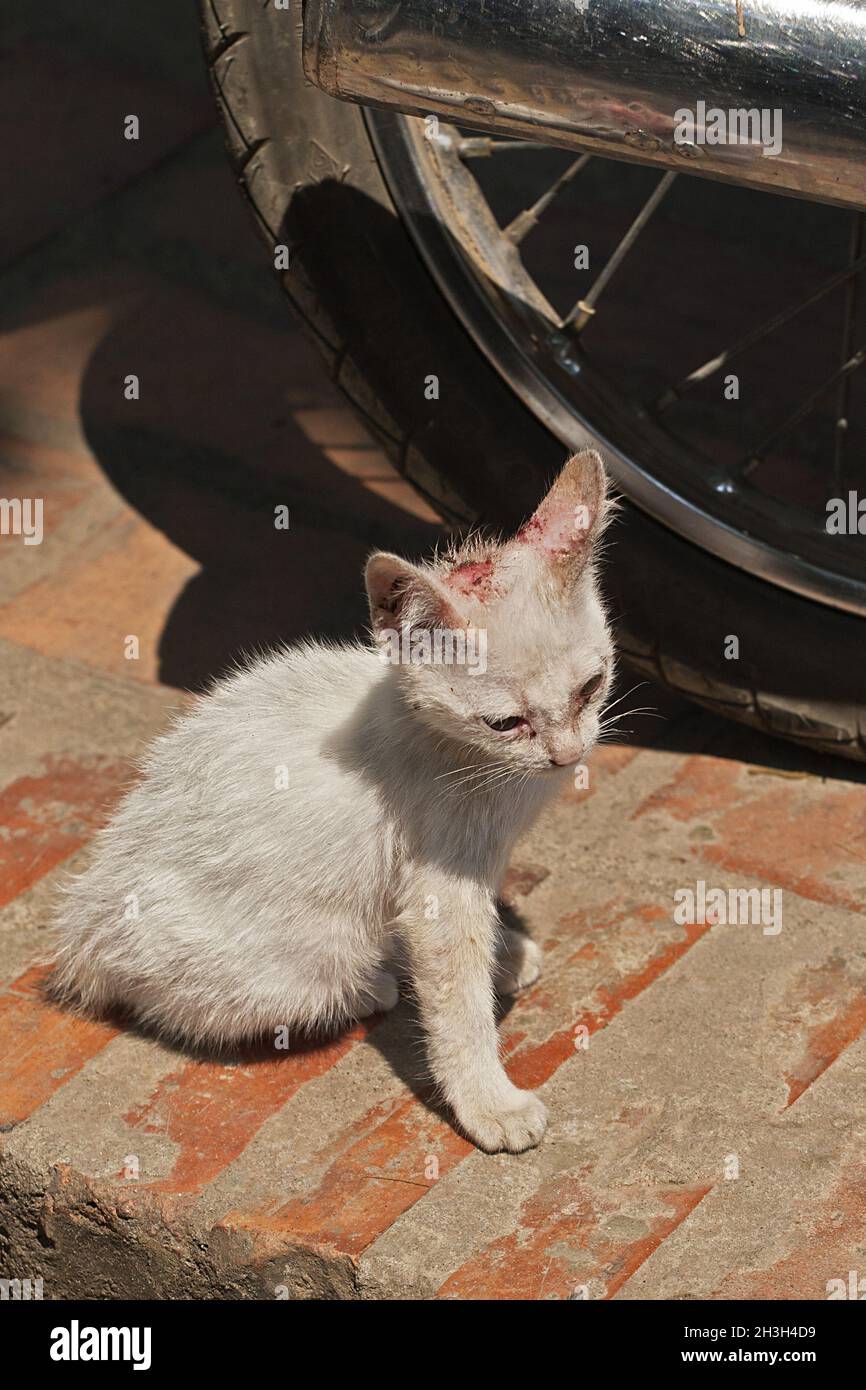 Injured cat hi-res stock photography and images - Alamy