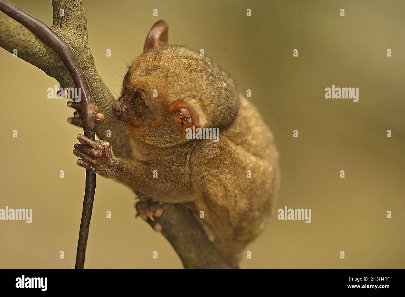 Festhalternder hi-res stock photography and images - Alamy