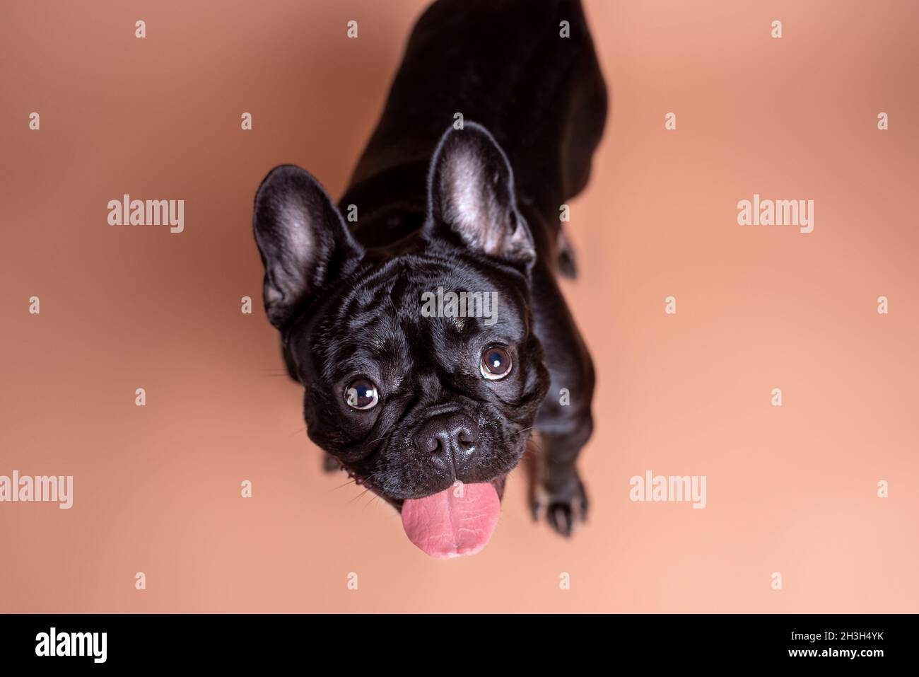 Purebred black French bulldog on tan background in studio. Portrait of ...