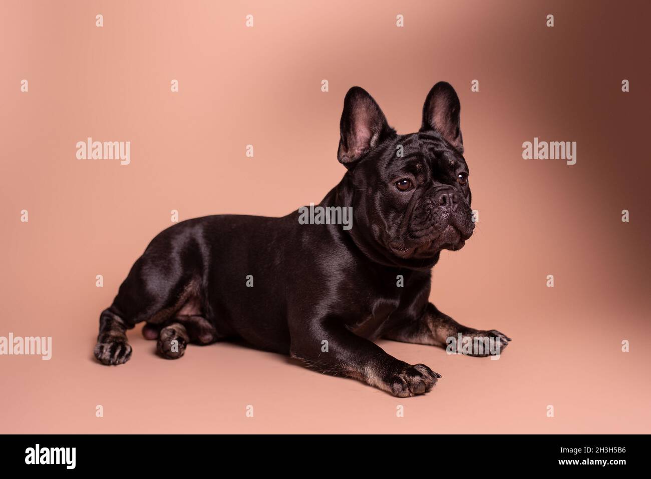 Purebred black French bulldog on tan background in studio. Portrait of ...