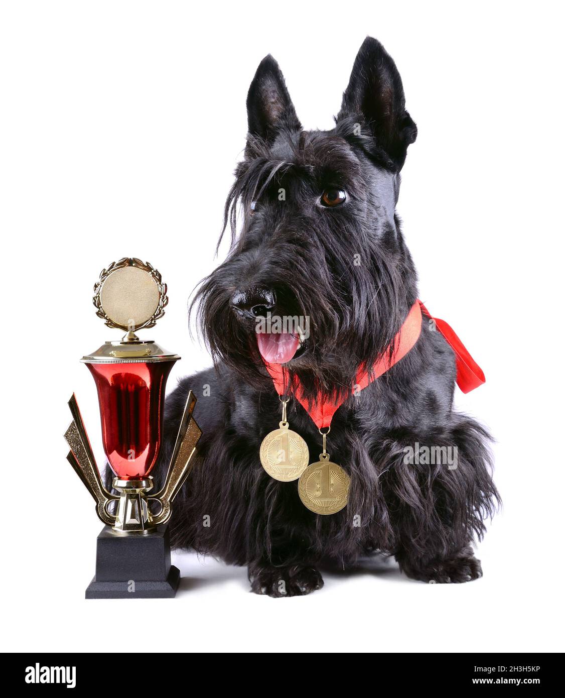 Number one dog hi-res stock photography and images - Alamy