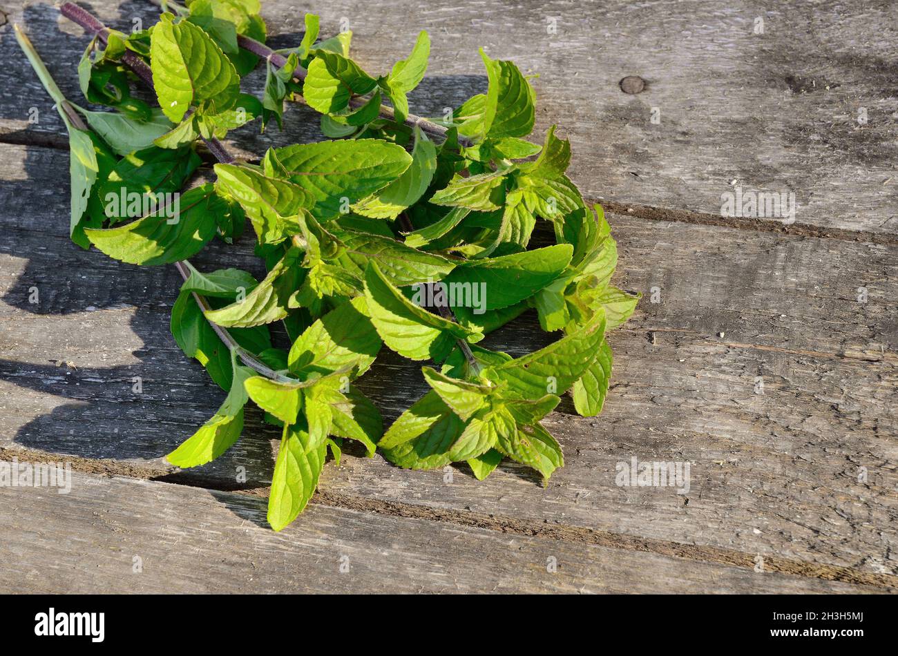 Green peppermint hi-res stock photography and images - Alamy
