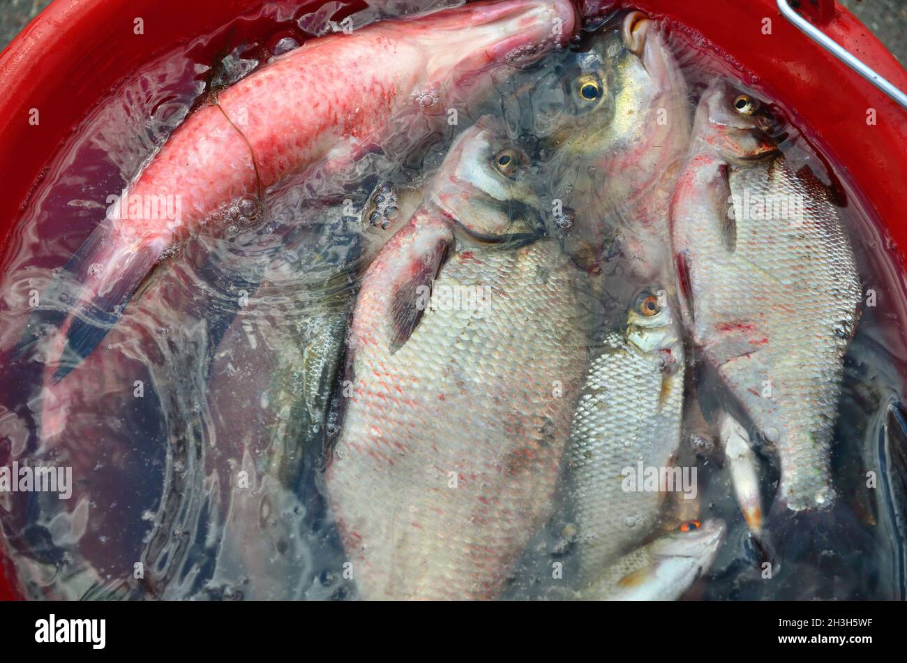 Fish in water Stock Photo - Alamy