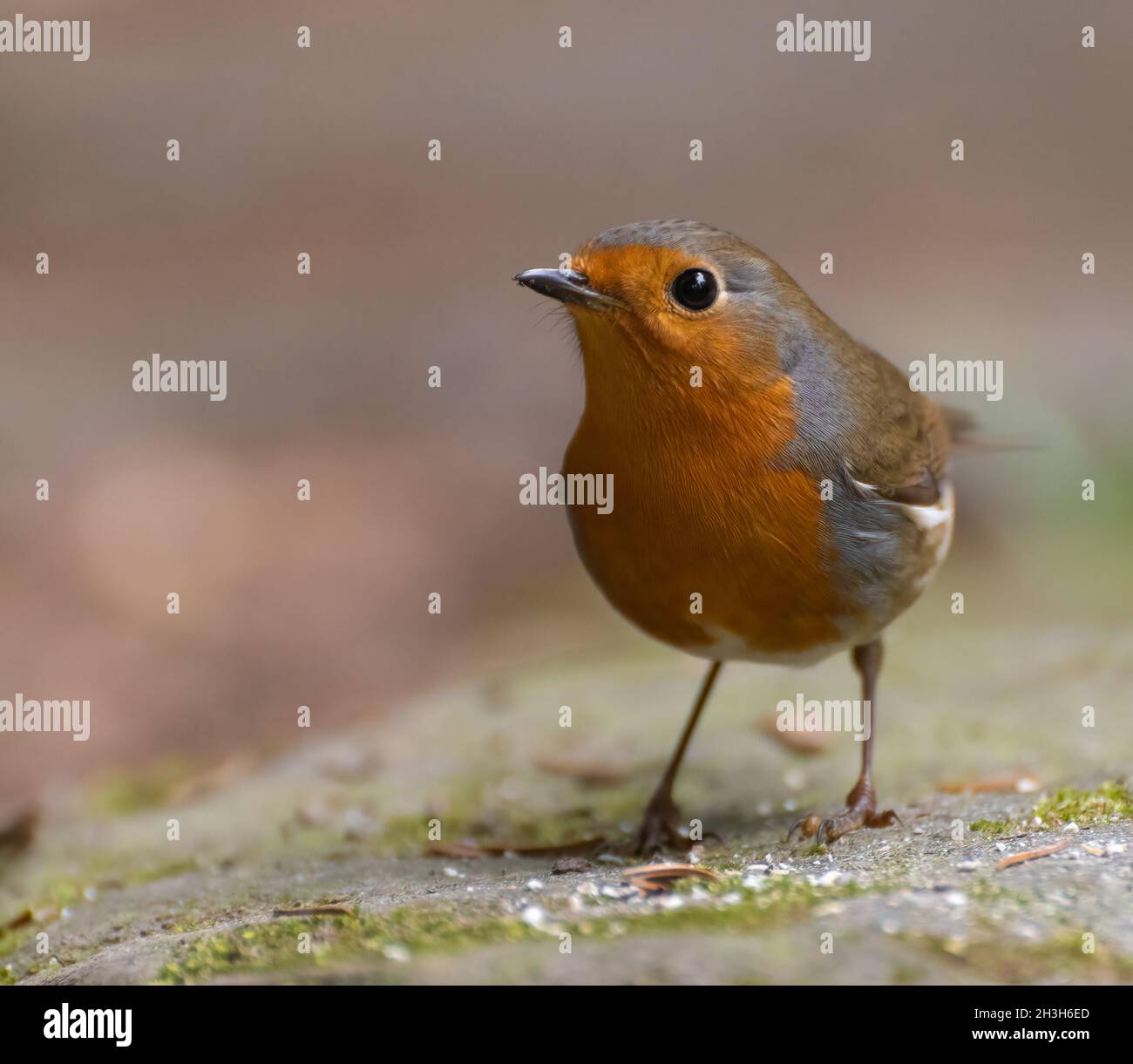 Selective focus shot of robin perching on mossy rock Stock Photo - Alamy