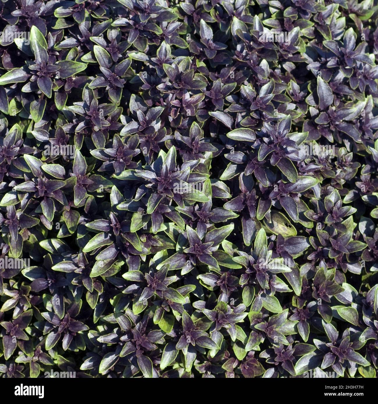 Rotes basilikum hi-res stock photography and images - Alamy