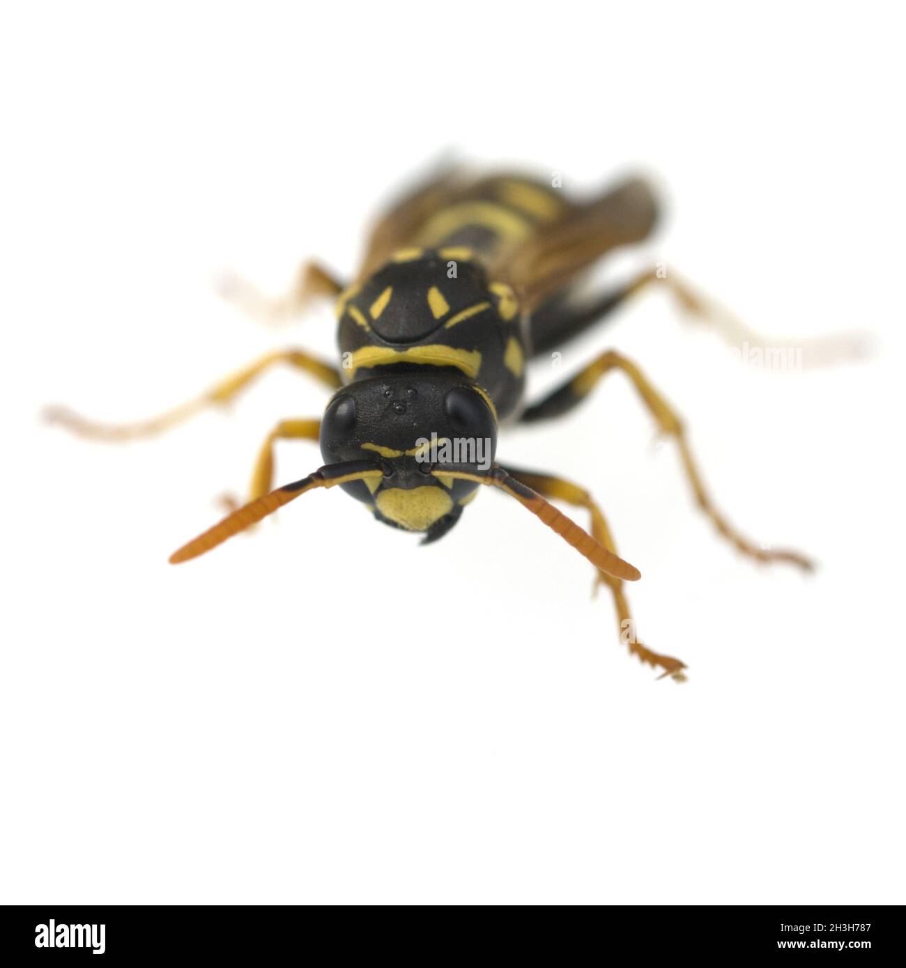 Wespe, Vespula, Germanic Stock Photo - Alamy