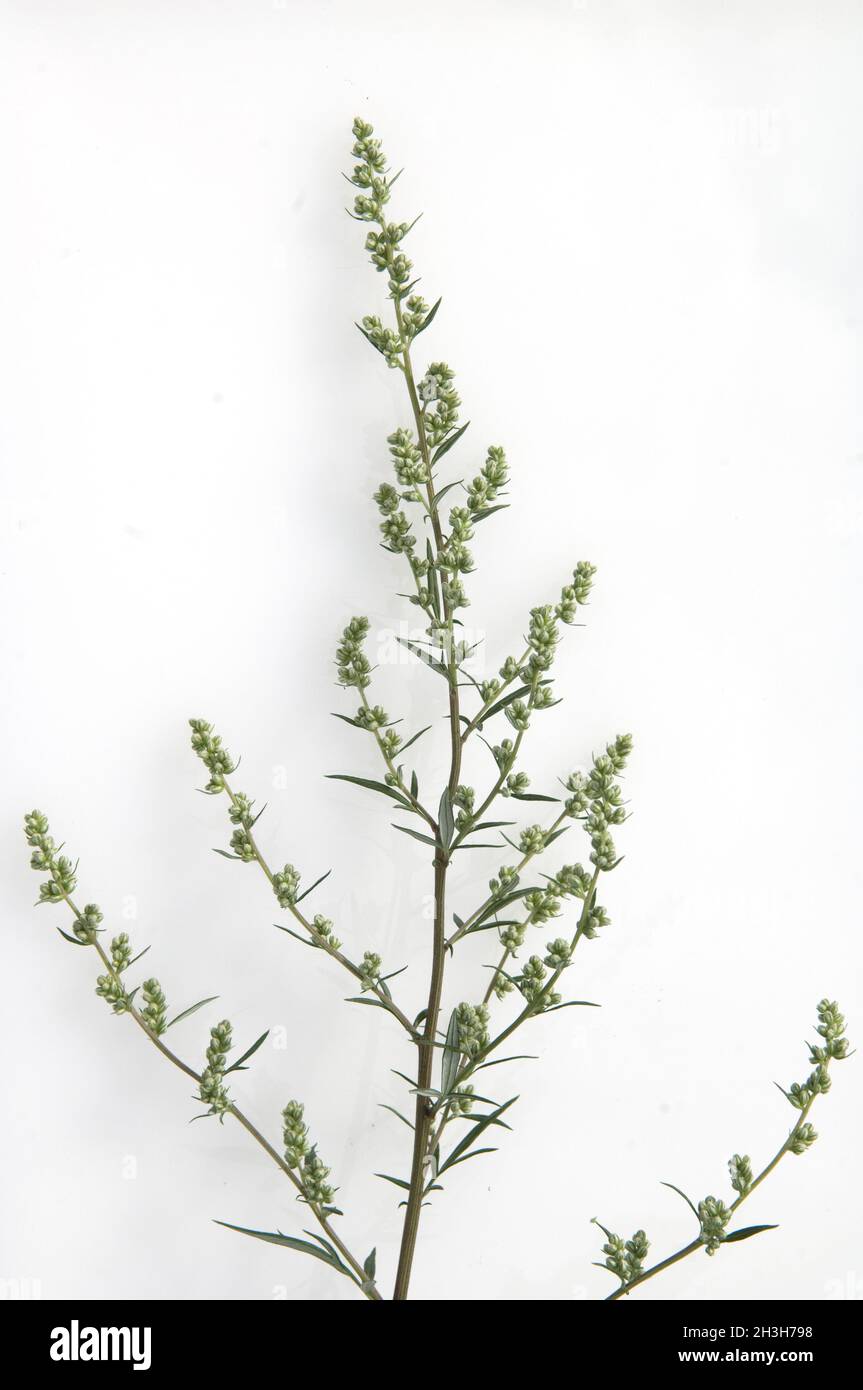 Mugwort tea hi-res stock photography and images - Alamy