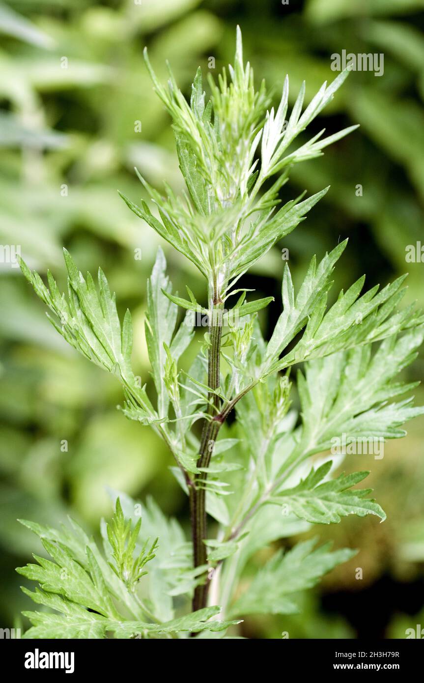 Mugwort tea hi-res stock photography and images - Alamy