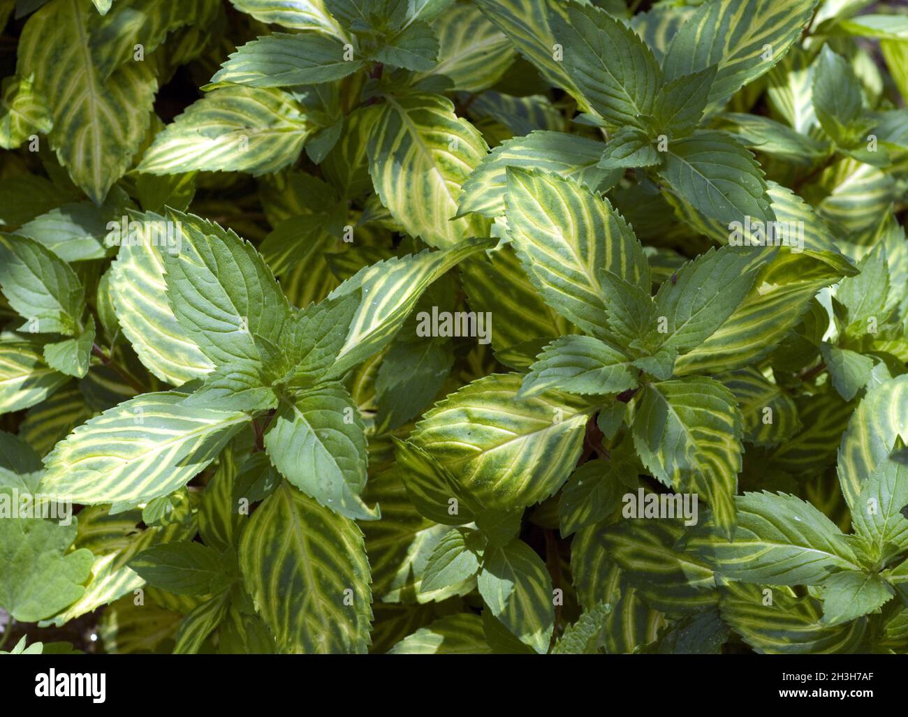 Golden yellow mint Stock Photo - Alamy