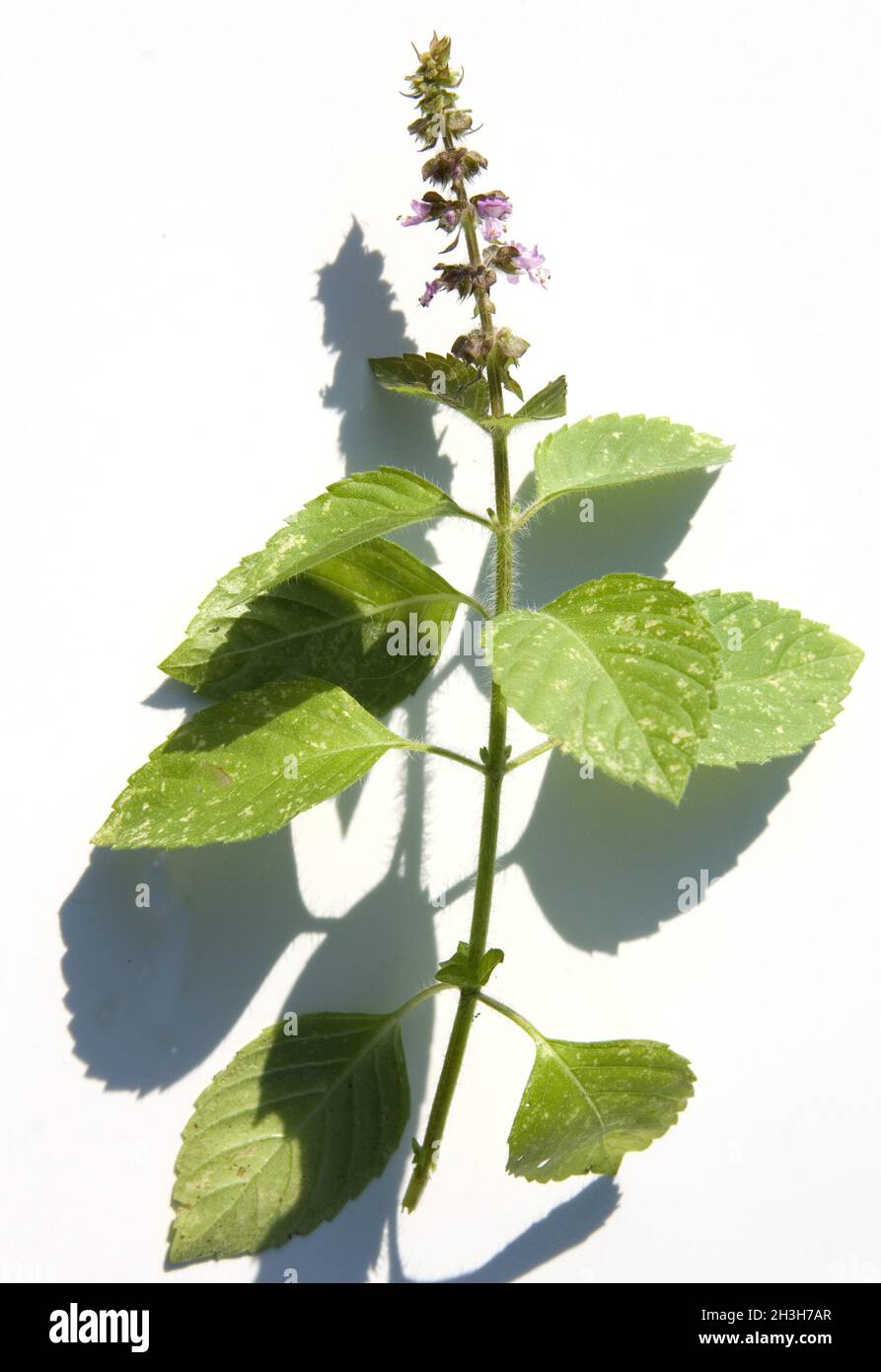 Holy herb cut hi-res stock photography and images - Alamy