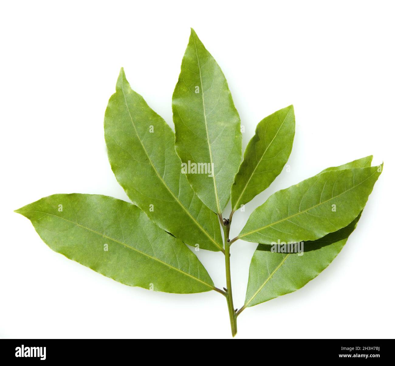 Laurel plants Cut Out Stock Images & Pictures - Alamy