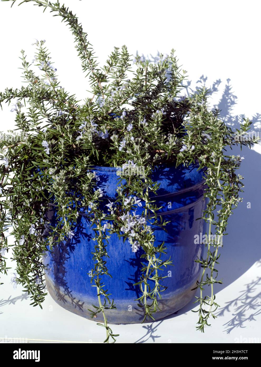 Rosemary; flower bucket Stock Photo - Alamy