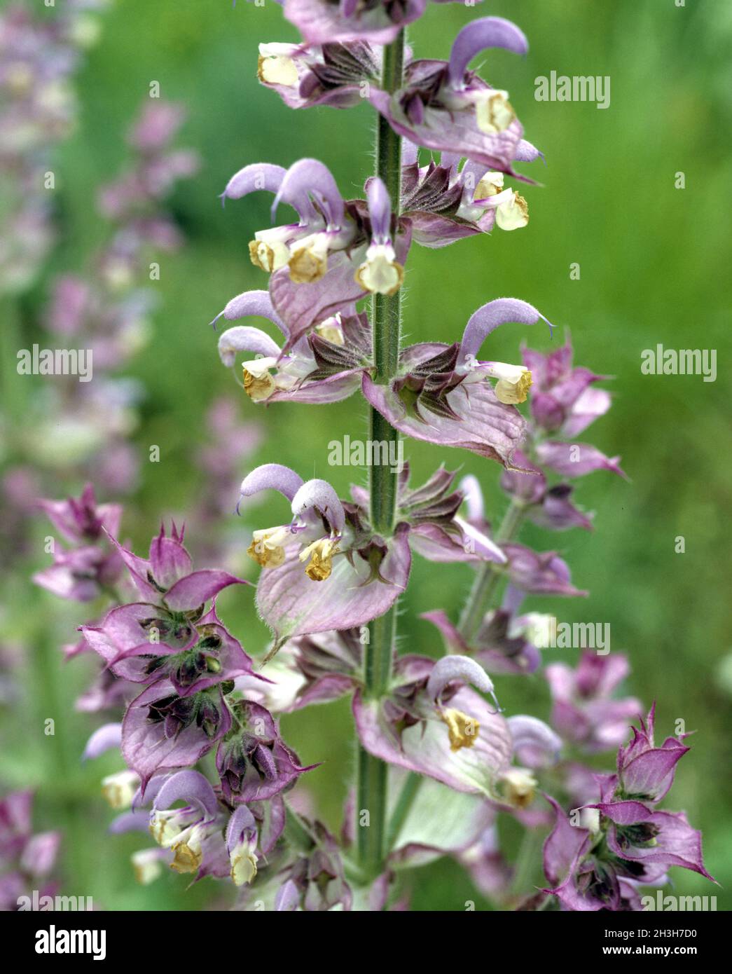 Clary sage salvia sclarea field hi-res stock photography and images - Alamy