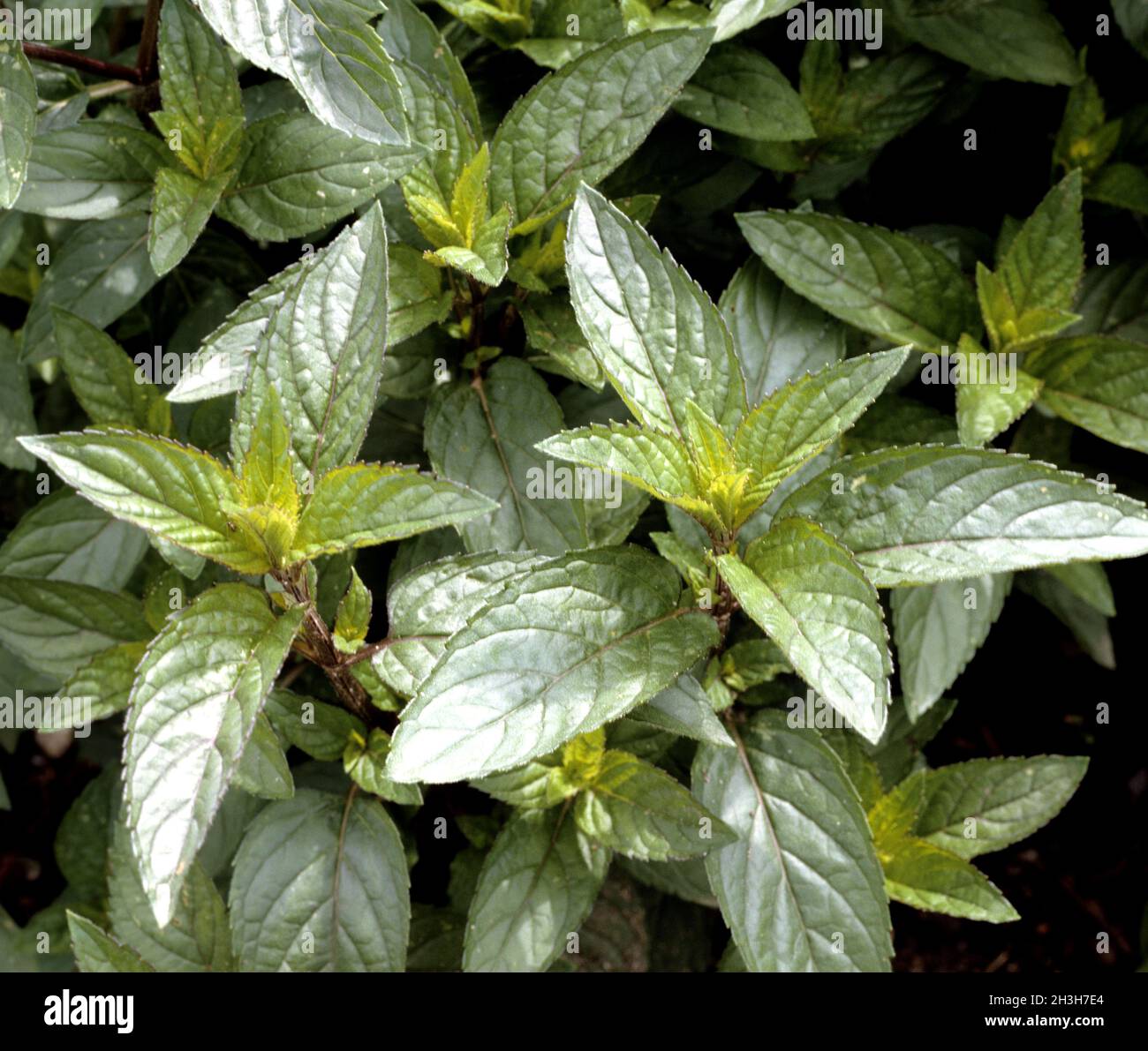 True peppermint hi-res stock photography and images - Alamy