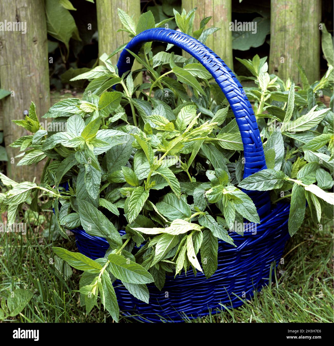 Peppermint in basket Stock Photo - Alamy