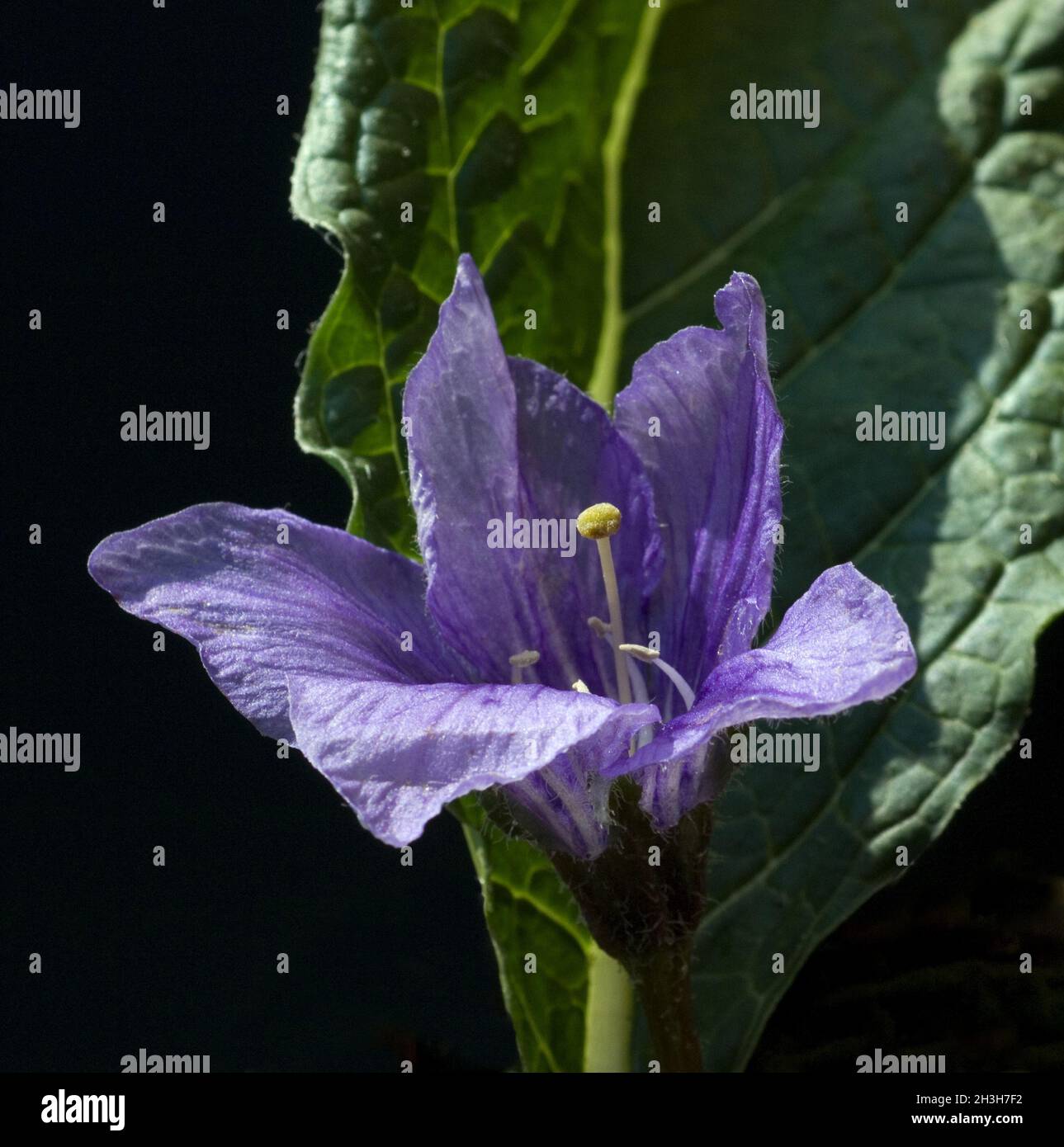 Mandrakes hi-res stock photography and images - Alamy