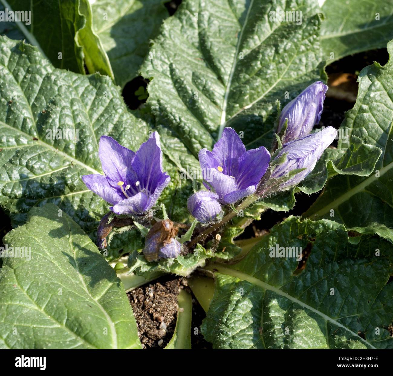 Alraunen hi-res stock photography and images - Alamy