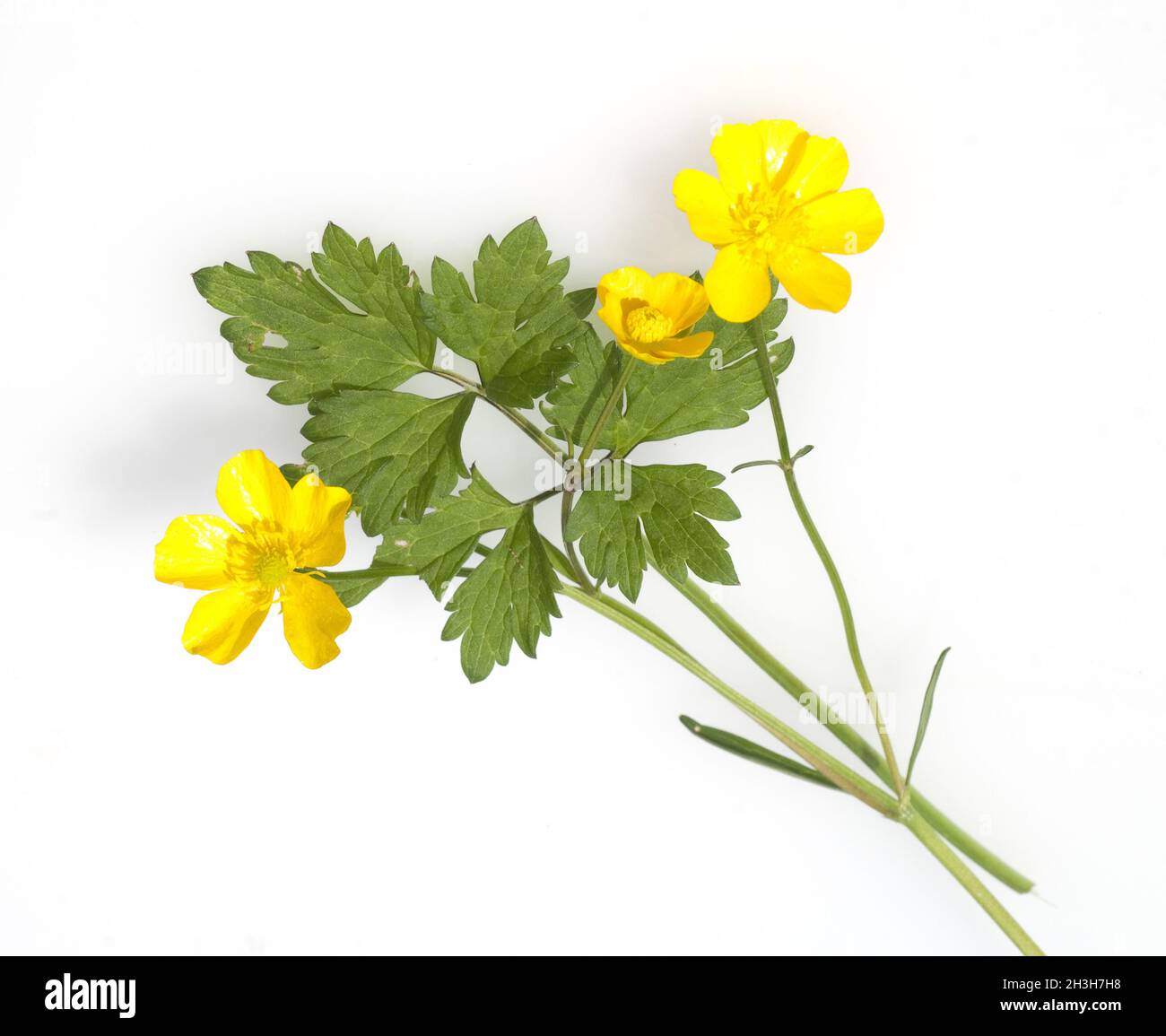 Buttercup; Ranunculus acris Stock Photo - Alamy