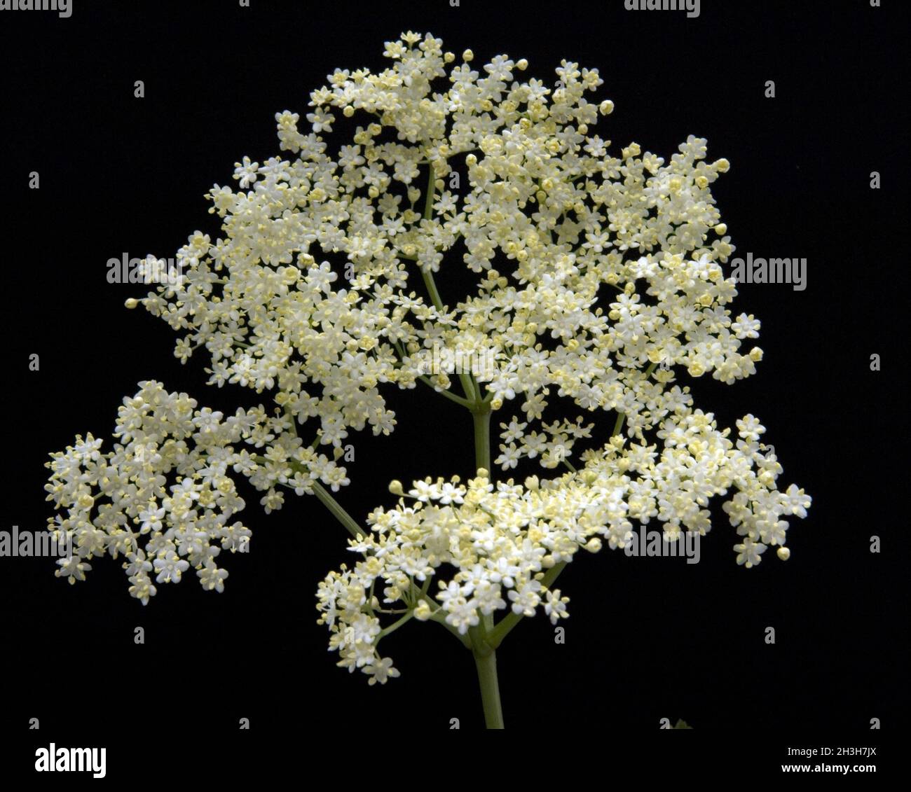 Elderflower still life hi-res stock photography and images - Alamy