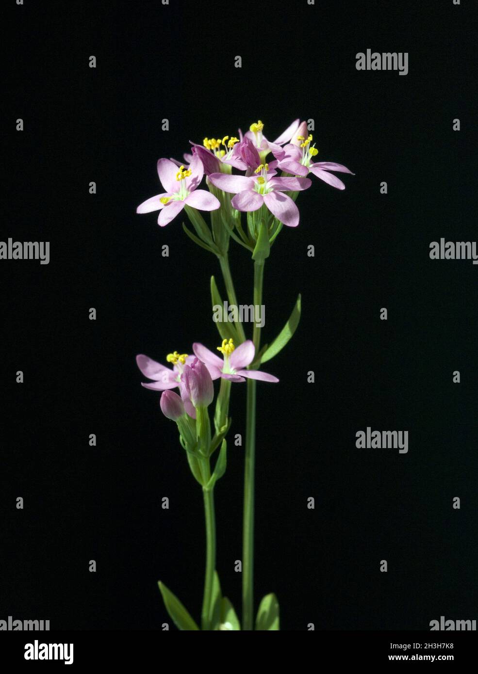 Centaury herb hi-res stock photography and images - Alamy