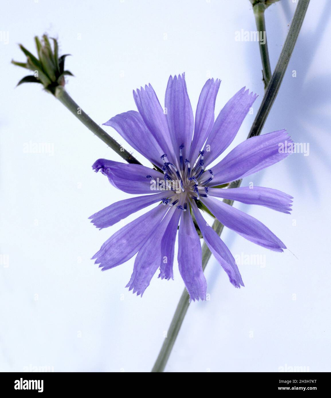 Native chicory hi-res stock photography and images - Alamy